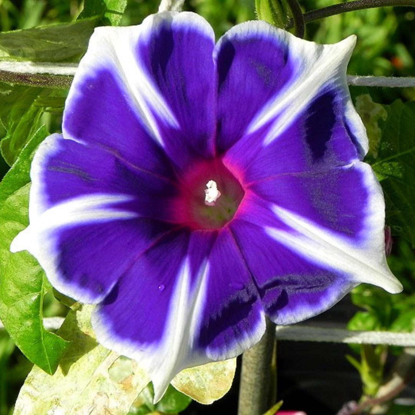 Kikyo Snowflakes Morning Glory Seeds White Blue Speckled Flower Seeds ...