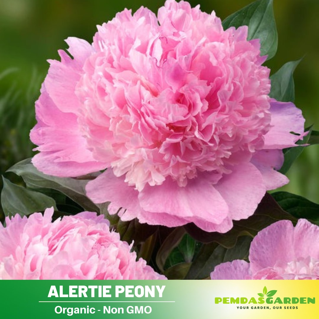 10+seeds| Alertie Peony Perennial Seeds - Paeonia - Attract Butterflies ...