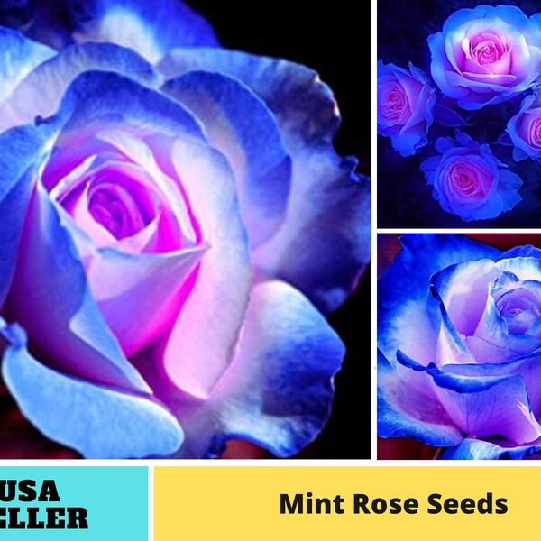 Blue Rose Seeds - Etsy