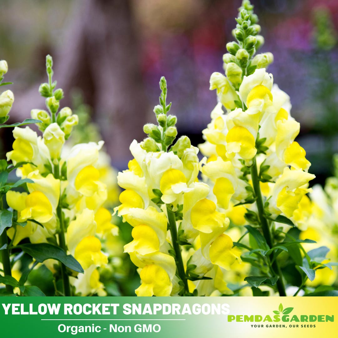 30 Yellow Rocket Snapdragons Seeds - Cold Resistant -potted -attracts ...