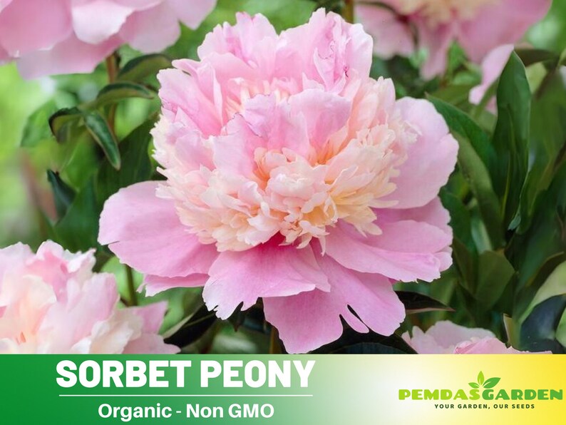 10+seeds| Sorbet Peony Perennial Seeds - Paeonia - Attract Butterflies ...