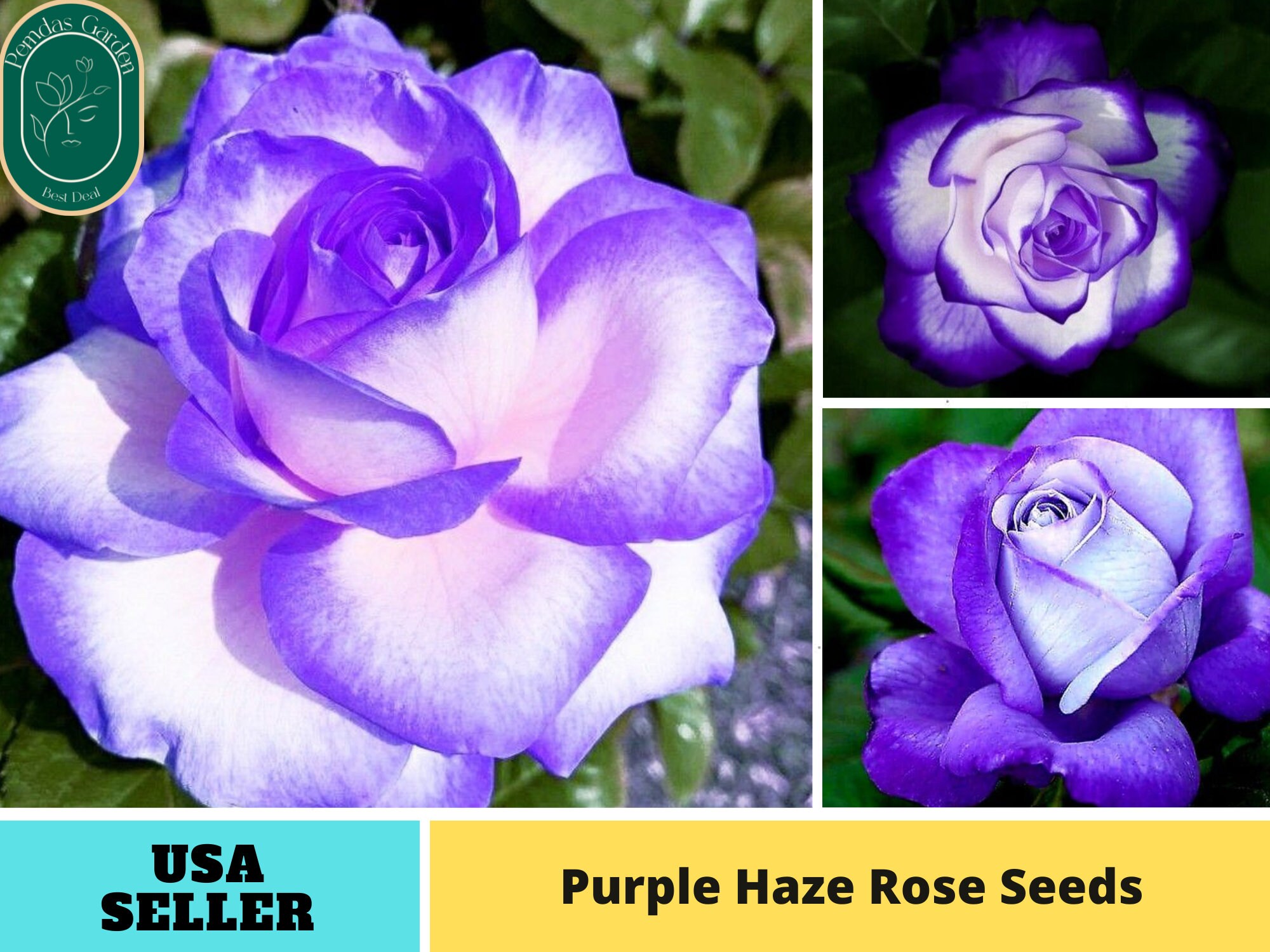 Purple Haze Rose