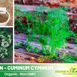 15 Seeds| Cumin - Cuminum Cyminum Seeds- Cumin Plant - Easy to Grow ...