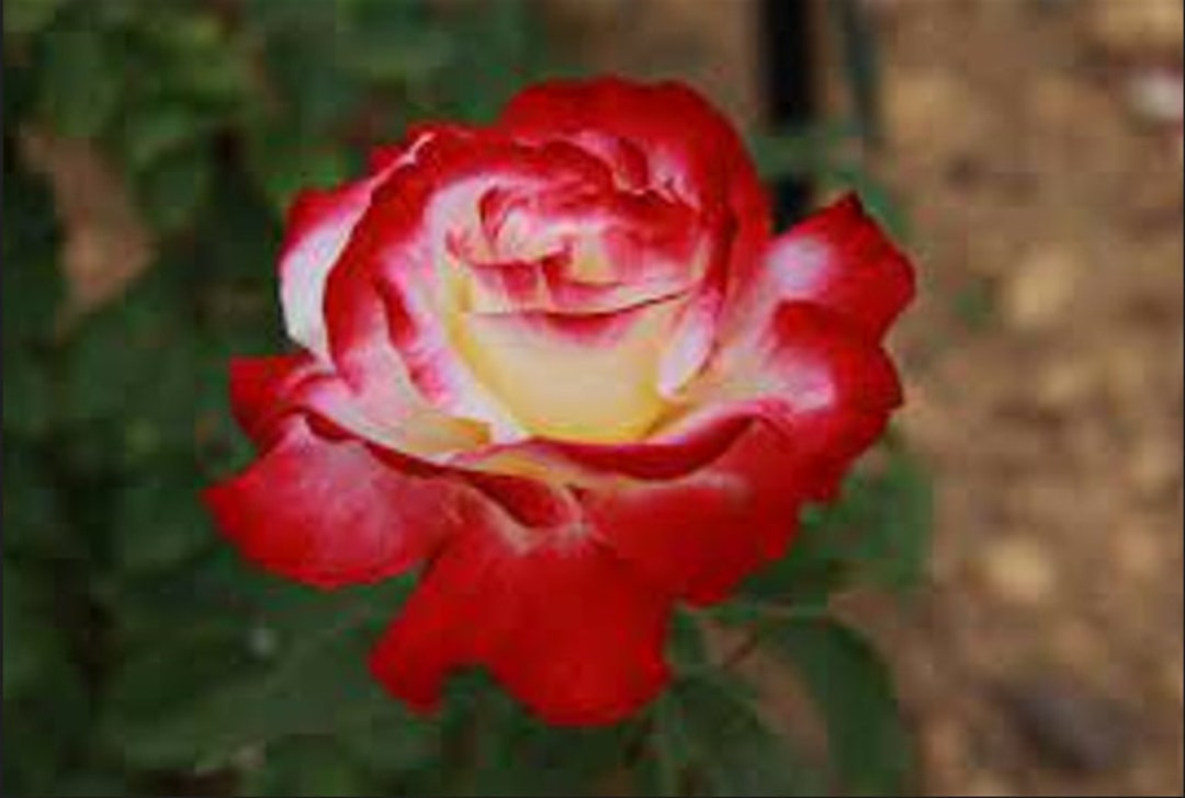 30 Seeds Red White Hybrid Tea Rose Seeds herb Authentic - Etsy