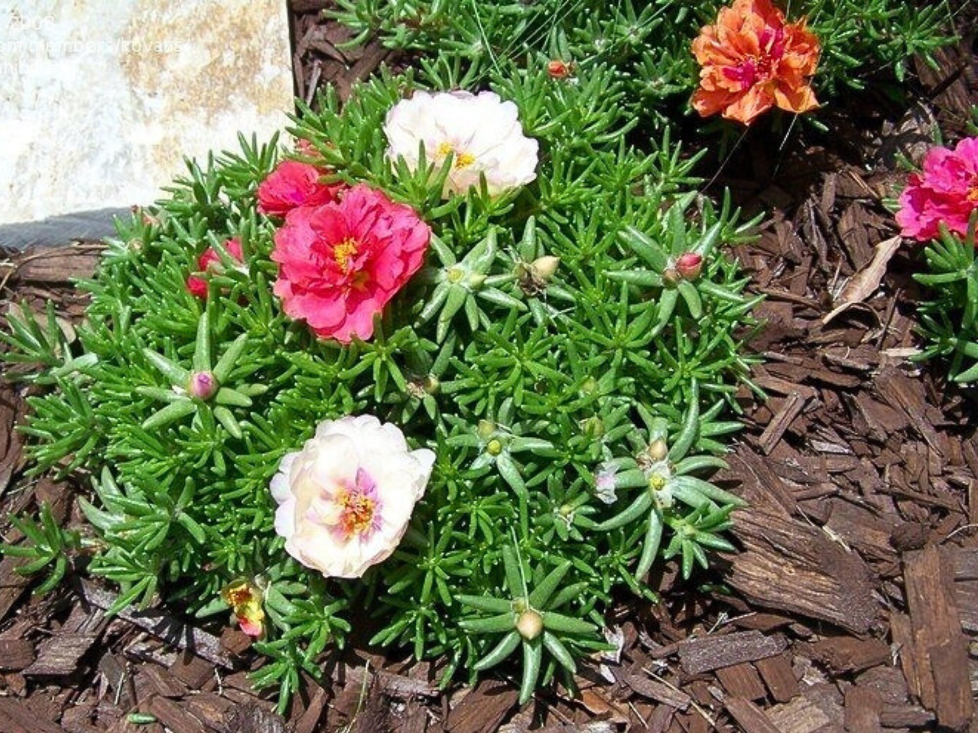 30 Portulaca 'Margarita Mix' seeds- Moss Rose Seeds - Purslanes Seeds ...
