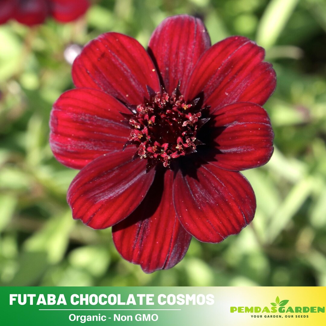 50+ Seeds| Futaba Rare Chocolate Cosmos Seeds ~ Authentic Seeds ~ GMO ...