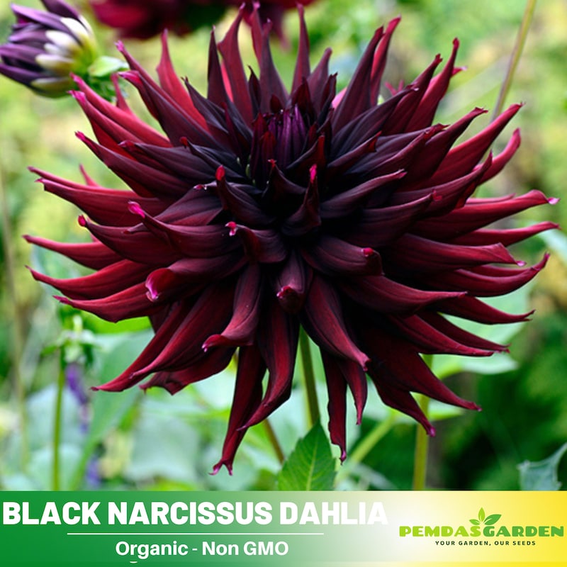 Black Dhalia Seeds - Etsy