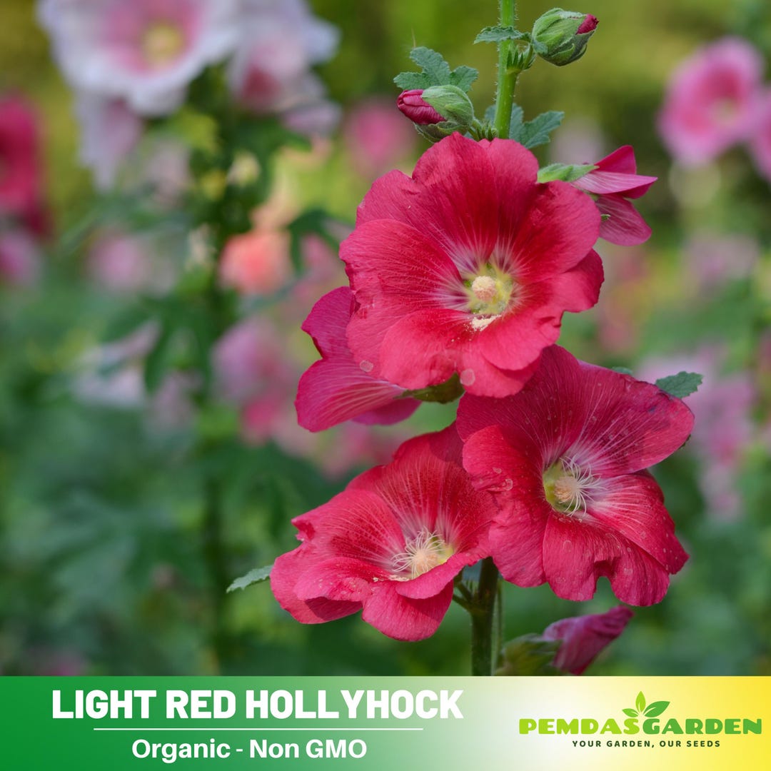 Mars Magic Light Red Hollyhock - Alcea Rosea Seeds - Authentic Seeds ...