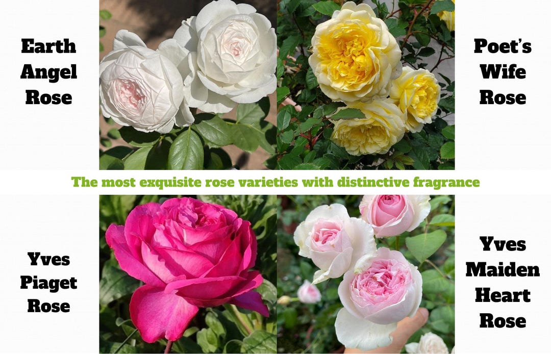 30 Seeds | Mix Rose Seeds -flowers-or Perennial -authentic Seeds-ganic ...