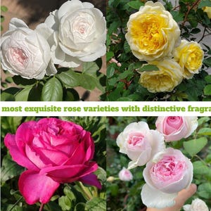 30 Seeds | Mix Rose Seeds -flowers-or Perennial -authentic Seeds-ganic ...
