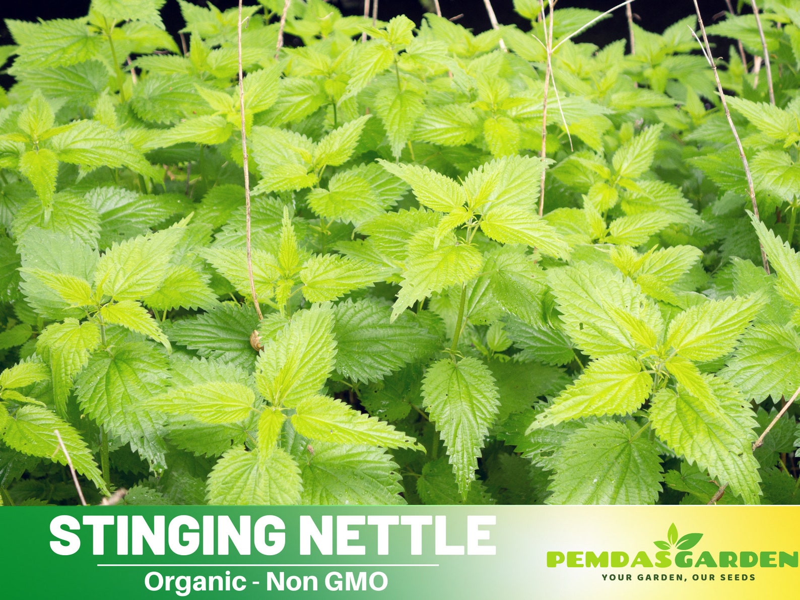 60 Seeds| Stinging Nettle Seeds - Authentic - Heirloom - Culinary ...