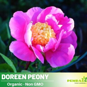 10+seeds| Doreen Peony Perennial Seeds- Paeonia - Attract Butterflies - Open-pollinated ...