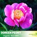 10seeds Doreen Peony Perennial Seeds Authentic Seeds Perennialgmo Freeflower Seeds Asian Garden ...