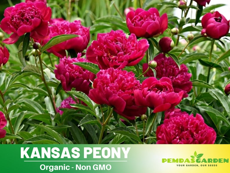 10+seeds| Kansas Peony Perennial Seeds - Paeonia - Attract Butterflies ...