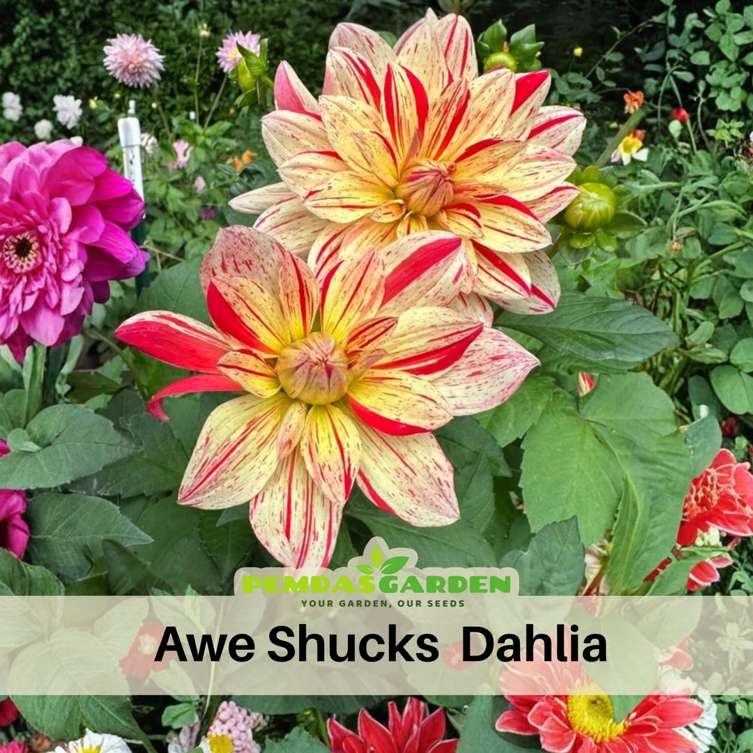 40+ Seeds| Awe Shucks Dahlia Seeds -pollinator Friendly- Open ...