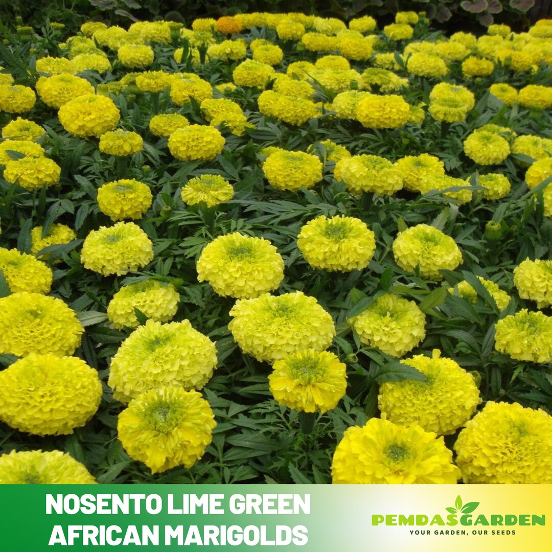 25+ Seeds| Nosento Lime Green African Marigolds Seeds - Open ...