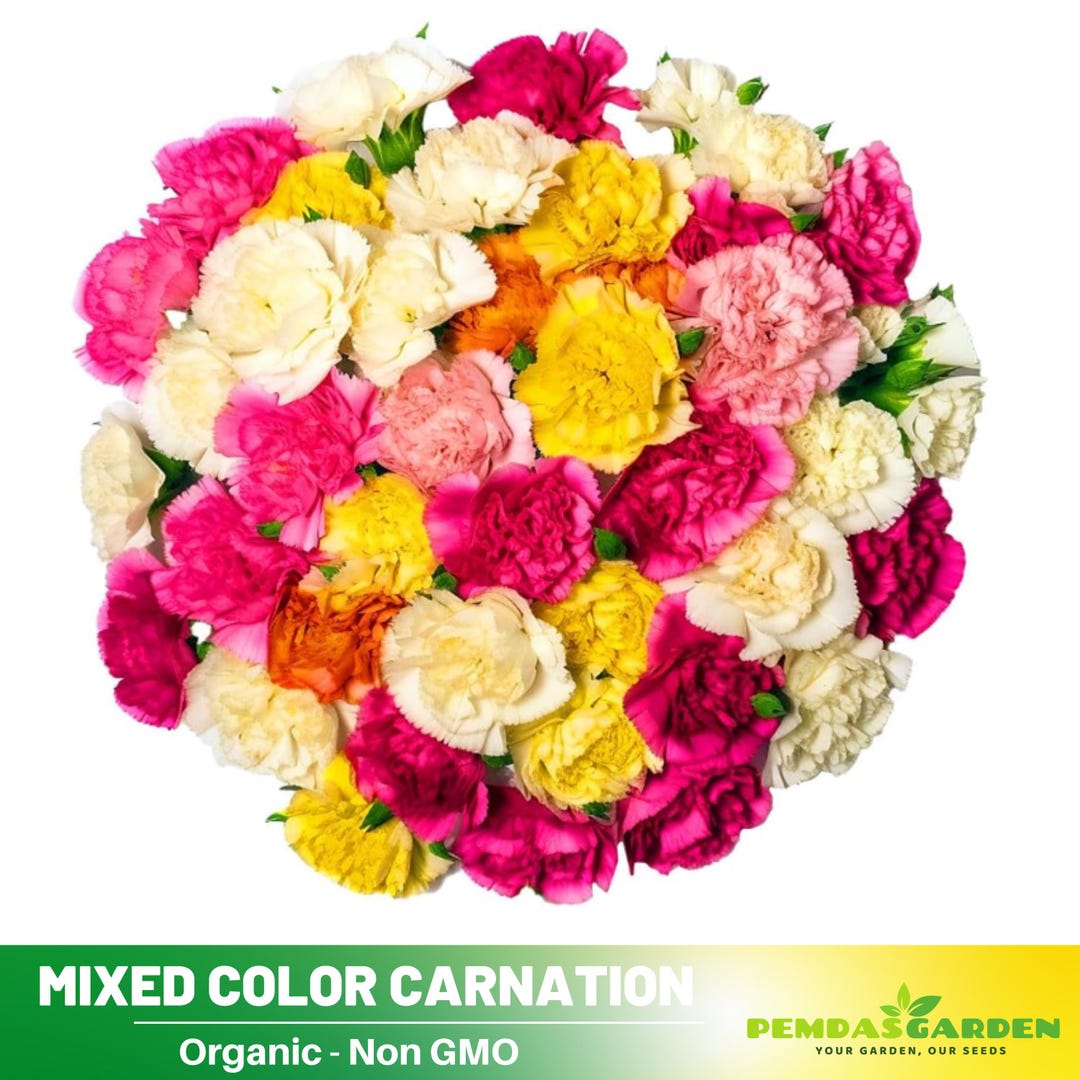 30+seeds|mixed Color Carnations - Dianthus Seeds - Authentic - Open ...