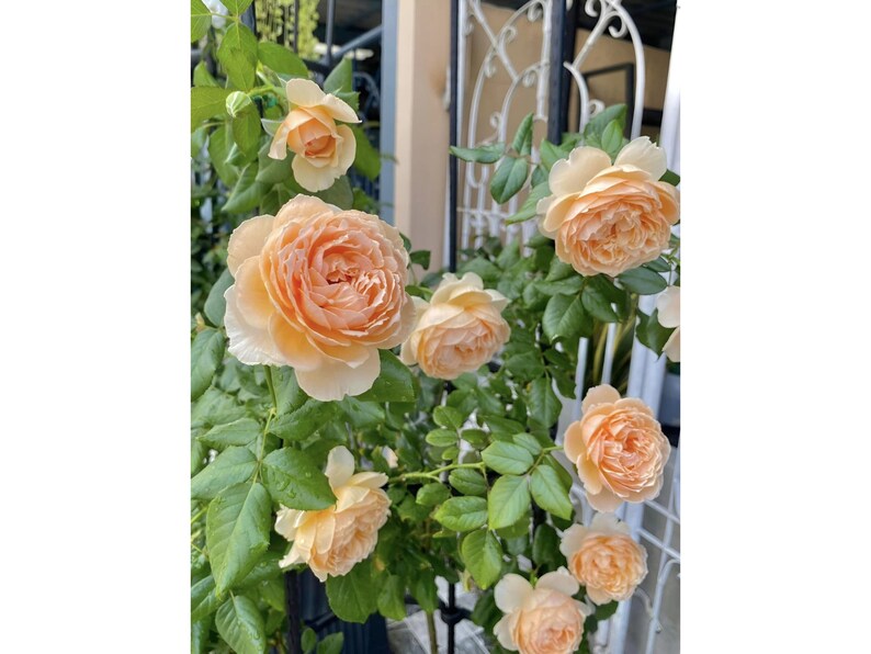 30+ Seeds| Juicy Terrazza Rose Seeds - Authentic - Perennial ~ GMO Free ...