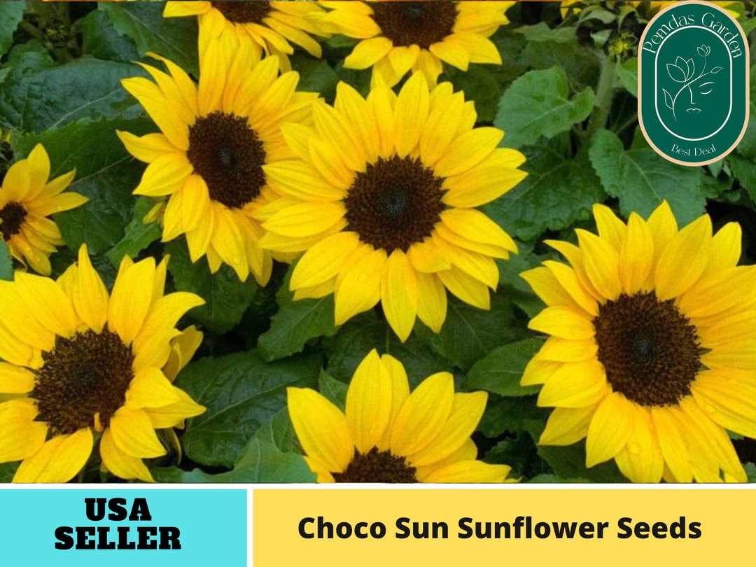 25 Seedschoco Sunflowers Seeds Helianthus Annuus Open-pollinated ...