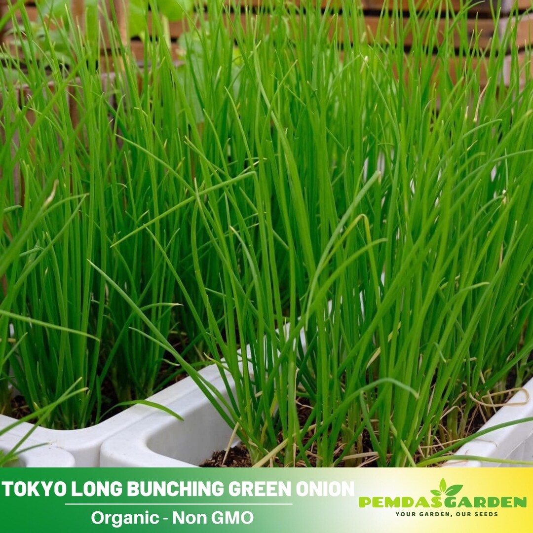 40 Seeds |onion Seeds, Tokyo Long Bunching Green- Authentic Seeds~gmo ...