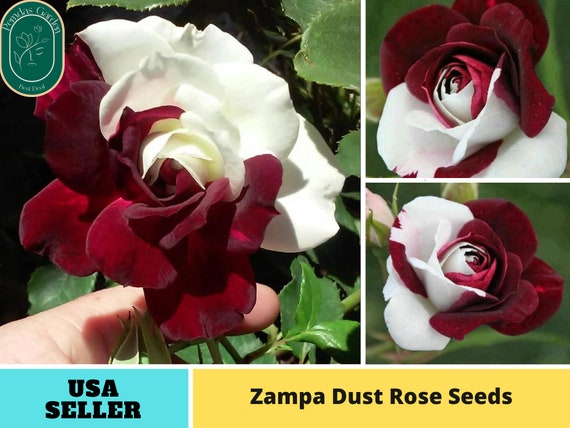 30 Seeds Zampa Dust Rose Perennial Flower Rose Authentic - Etsy