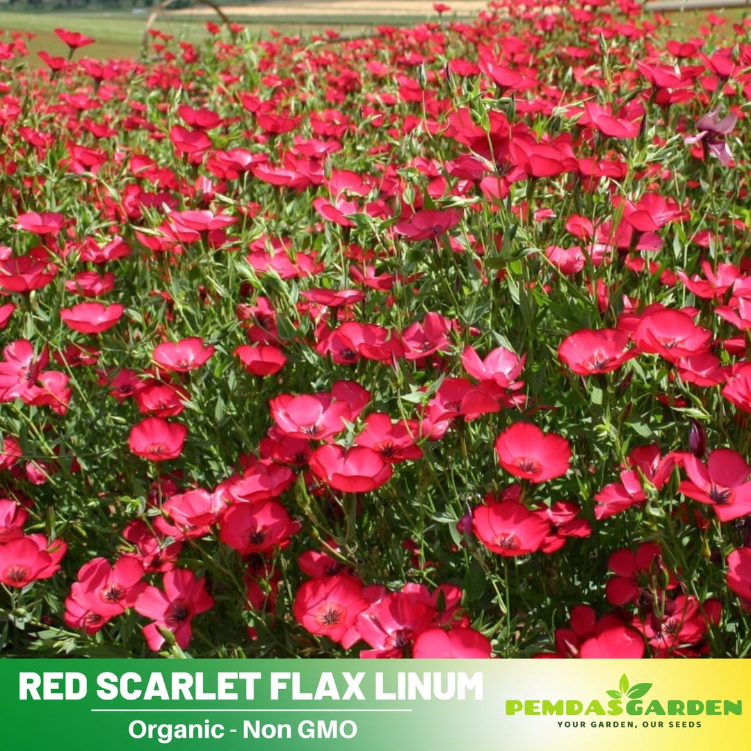 Red Scarlet Flax Linum - Authentic Seeds - Perennial ~ GMO Free~~flower ...
