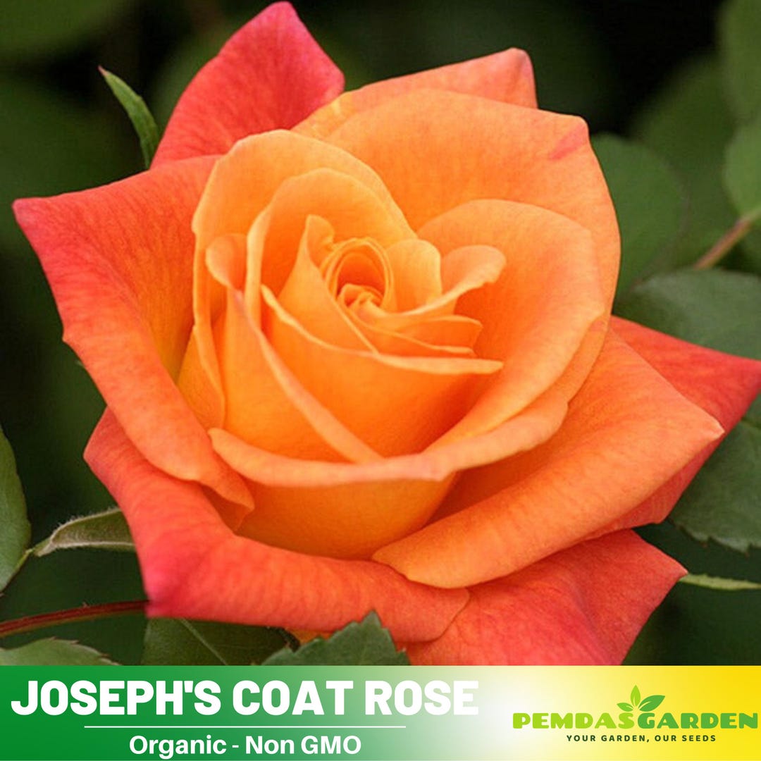 30+ Seeds|climbing Joseph's Coat Flower Rose Seeds - Authentic Seeds ...