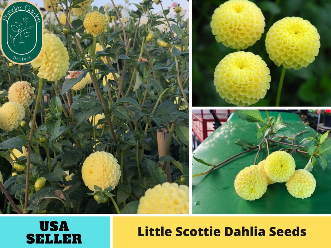 40 Seeds Little Scottie Dahlia Seeds-authentic Seeds GMO Free ...