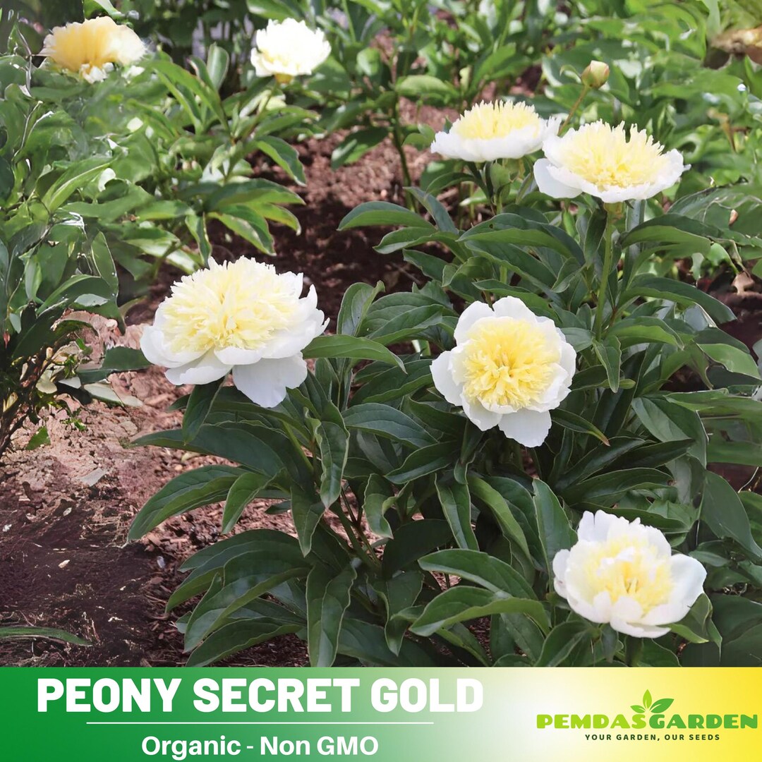 10+ Seeds| Secret Gold Peony Seeds - Paeonia - Attract Butterflies ...