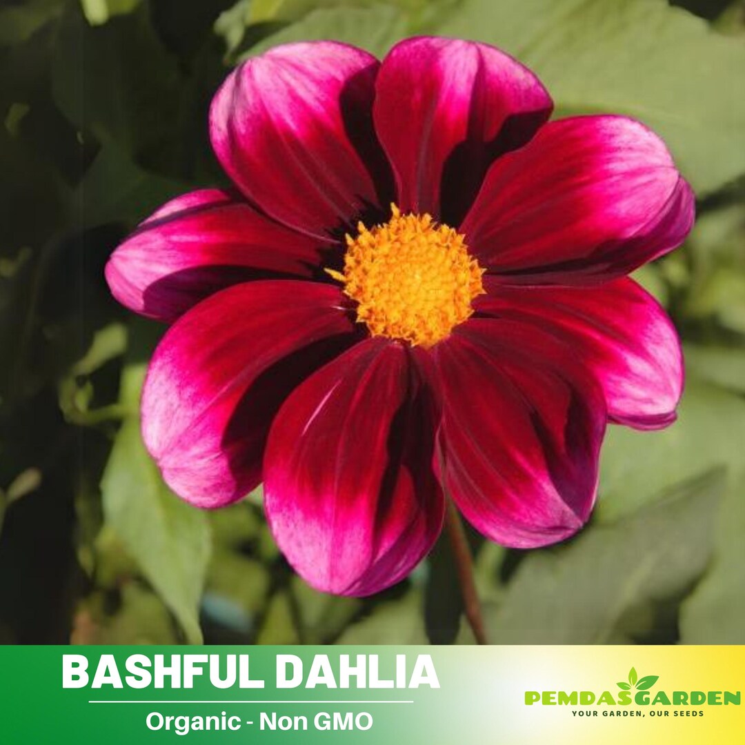 40+ Seeds| Bashful Dahlia Seeds - Pollinator Friendly- Open Pollinated ...