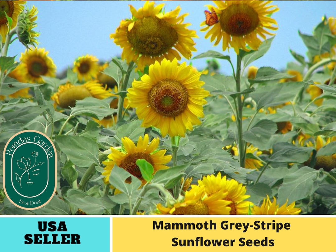 25seedsmammoth Grey Stripe Sunflowers Seeds Helianthus Annuus Open ...