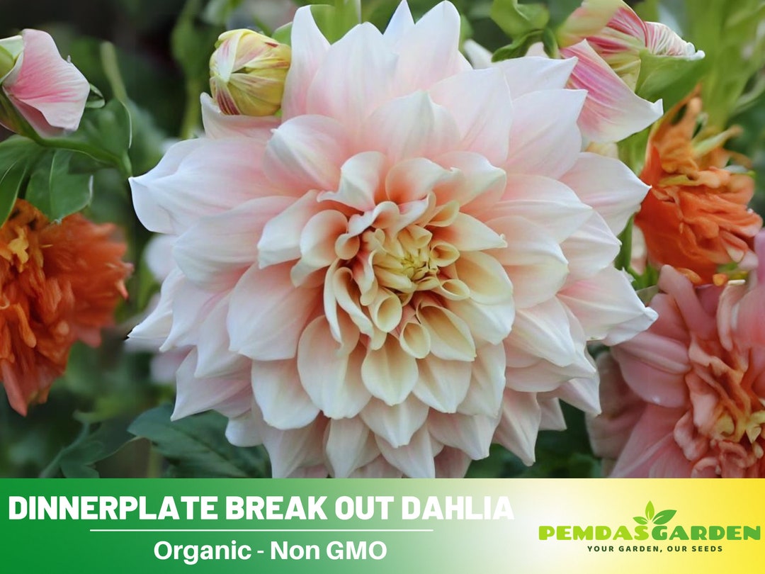 40 Seeds Dinnerplate Break Out Dahlia Perennial Seeds pollinator ...