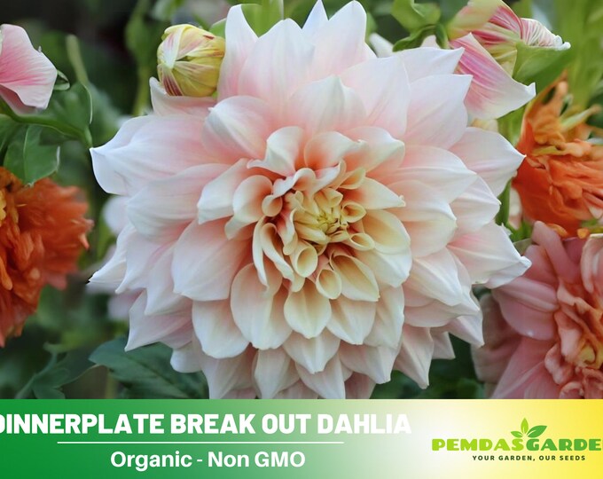 40 Seeds Mix Collarette Dahlia Perennial Seeds Pollinator Friendly Open ...