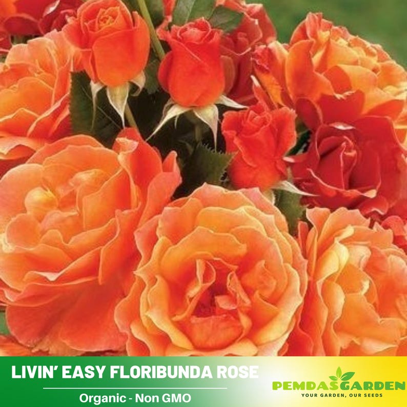 30+ Seeds| Livin’ Easy Floribunda Rose Seeds - Authentic Seeds ...