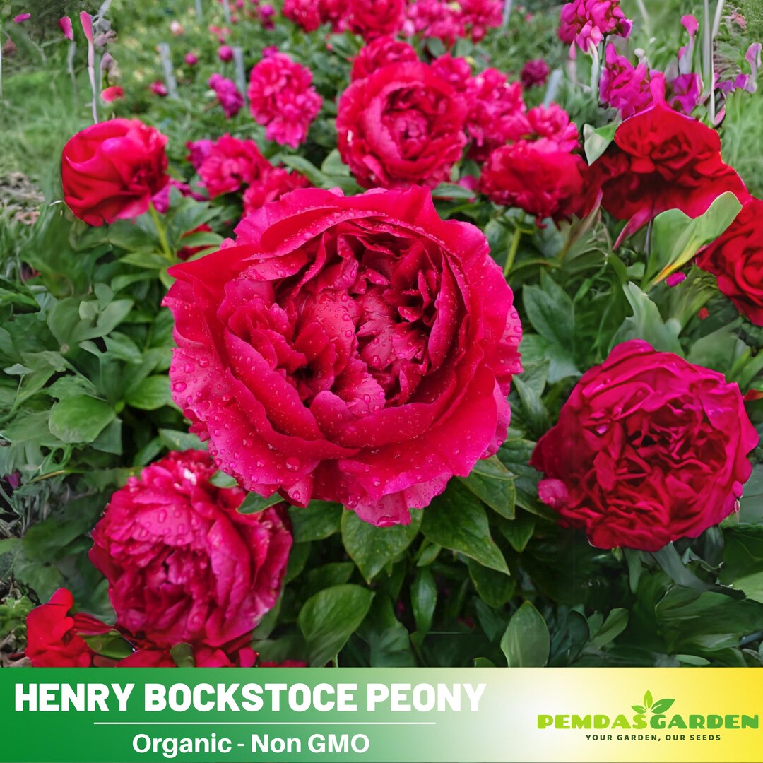 10+seeds| Henry Bockstoce Peony Perennial Seeds - Paeonia - Attract ...