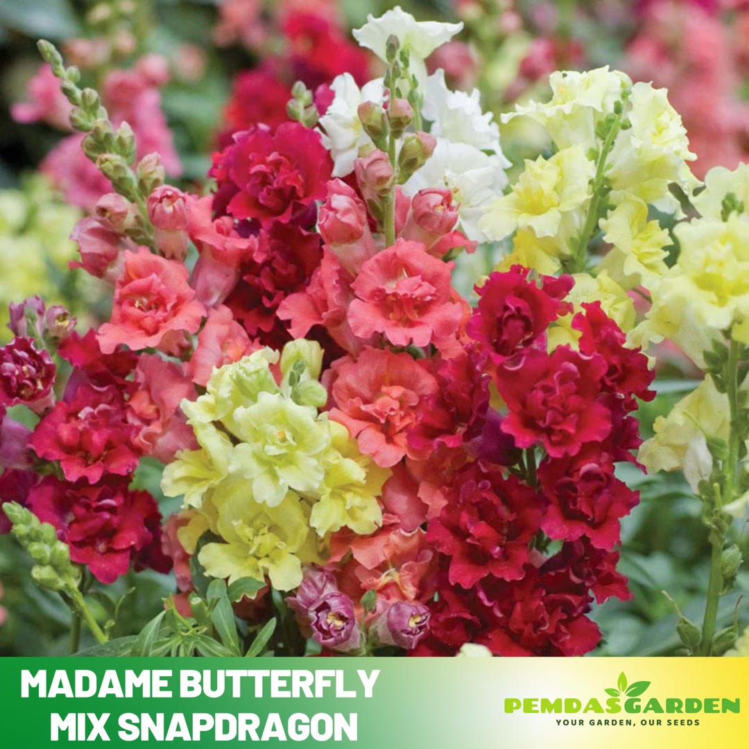 30 Madame Butterfly Mix Snapdragon Seeds - Cold Resistant -attracts ...