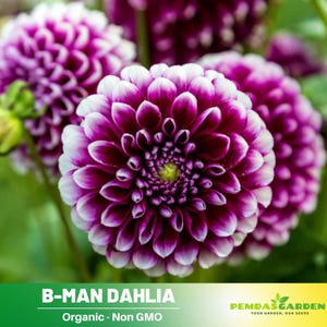 40+ Seeds| B-man Dahlia Seeds Pollinator Friendly- Open Pollinated ...