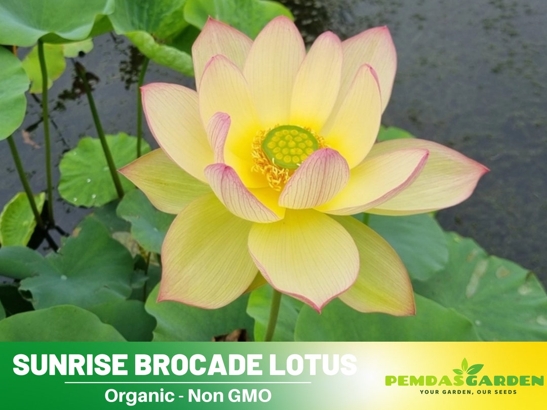 5 Rare Seeds Sunrise Brocade Lotus Seeds Indian Lotus nelumbo Nucifera ...