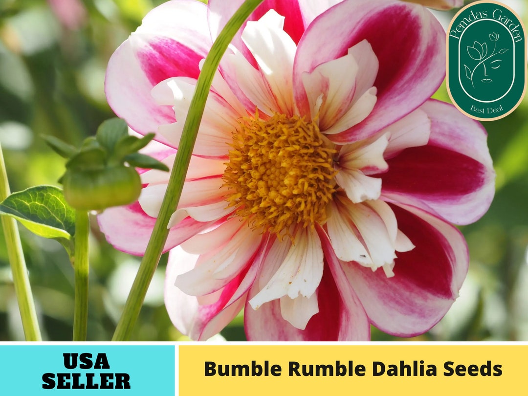 40 Seeds Bumble Rumble Dahlia Perennial Seeds Authentic - Etsy