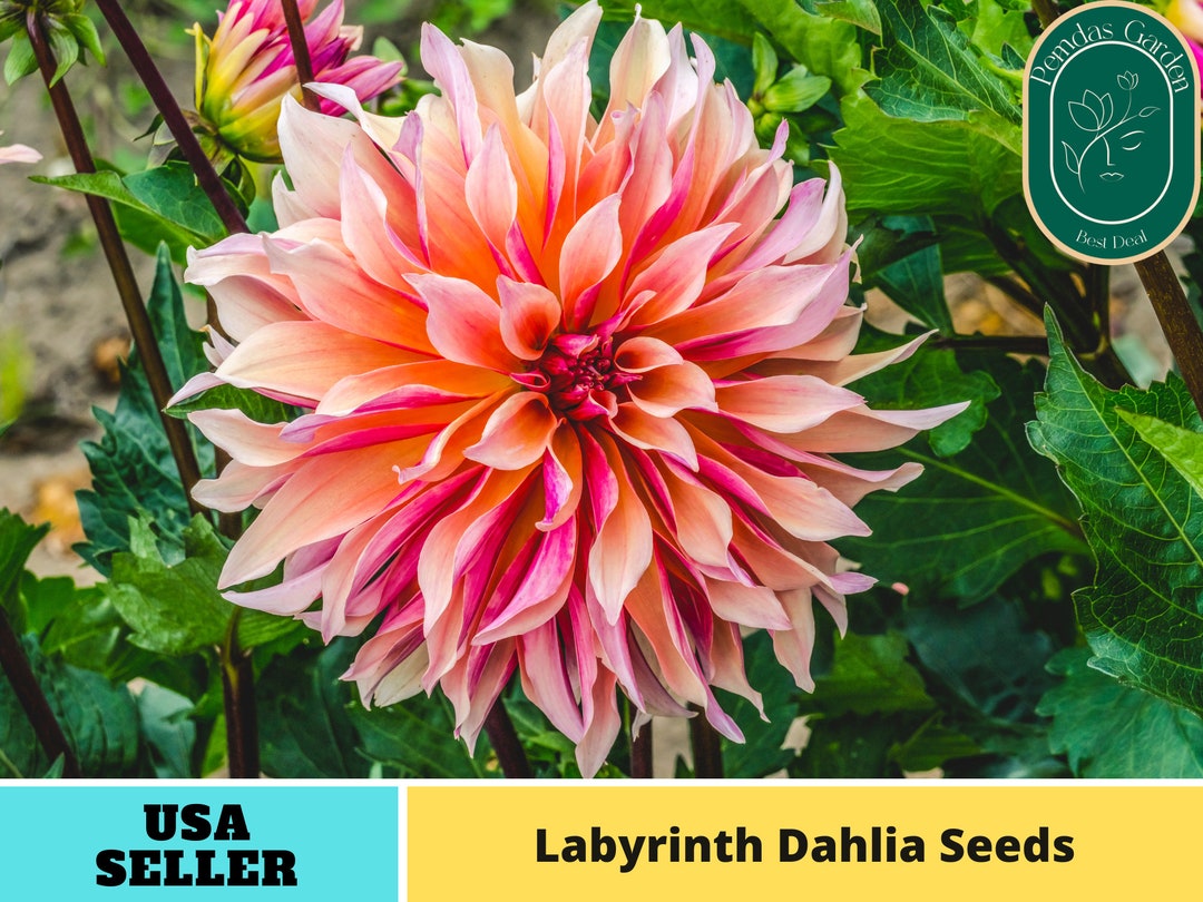40 Seeds Labyrinth Dahlia Seeds Authentic Seeds Perennial GMO Free ...