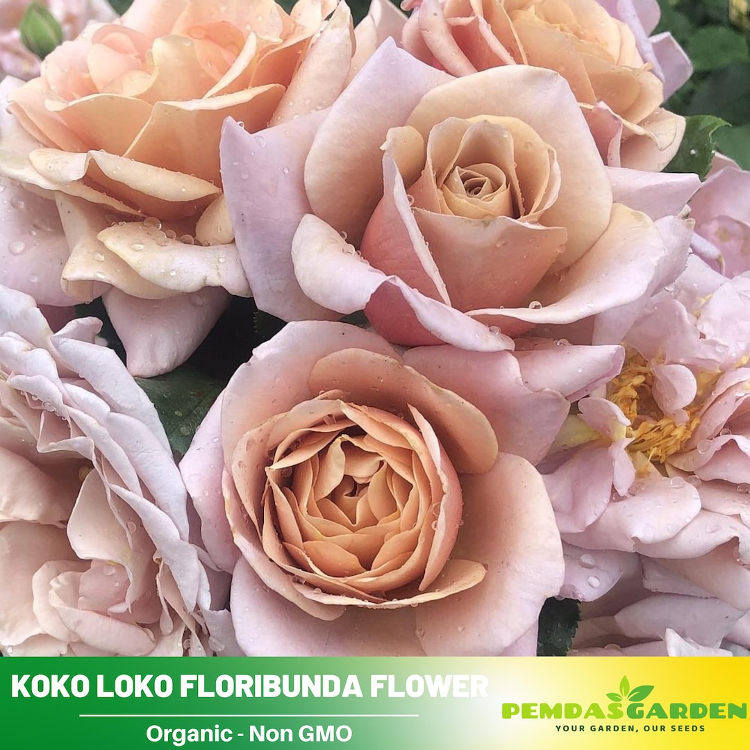 30+ Seeds|koko Loko Floribunda Flower Rose - Authentic Seeds ...