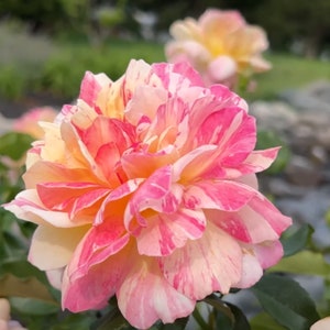 32+ Seeds| La Park Floribunda Rose Seeds-perennial -authentic Seeds ...
