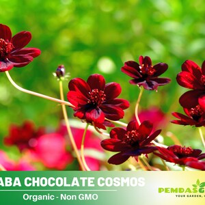 50 Seeds Futaba Rare Chocolate Cosmos Seeds Authentic Seeds GMO Free ...
