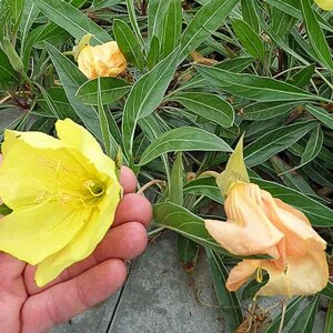 Missouri Primrose (dwarf) - Oenothera Macrocarpa Seeds - Evening ...