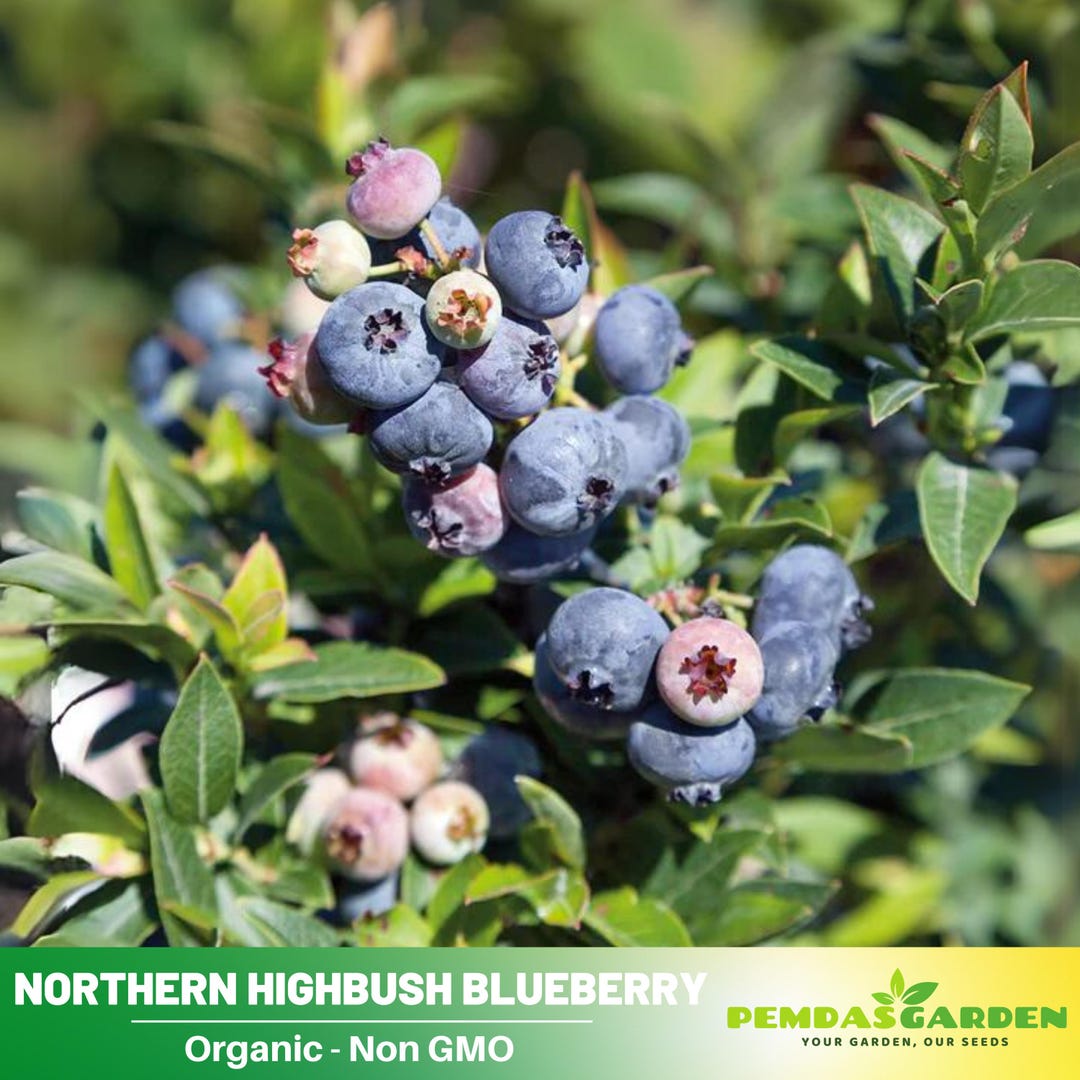 27 Seeds| Northern Highbush Blueberry Seeds - Non-gmo Fruit Shrub ...