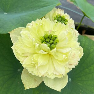 5 Rare Seeds| Prairie Dream Lotus Seeds - Indian Lotus (nelumbo ...