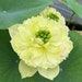 5 Rare Seeds| Prairie Dream Lotus Seeds - Indian Lotus (nelumbo ...
