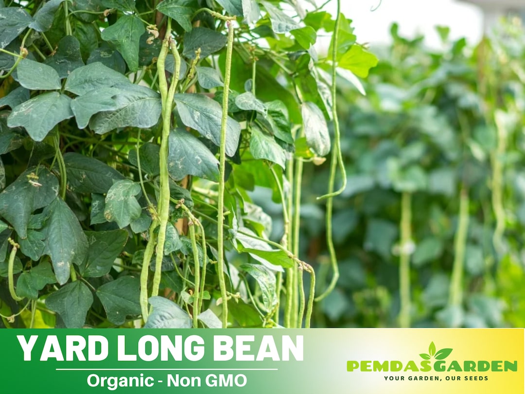 20 Seeds Yard Long Bean Seeds Authentic Seeds GMO Free Seeds Flower ...