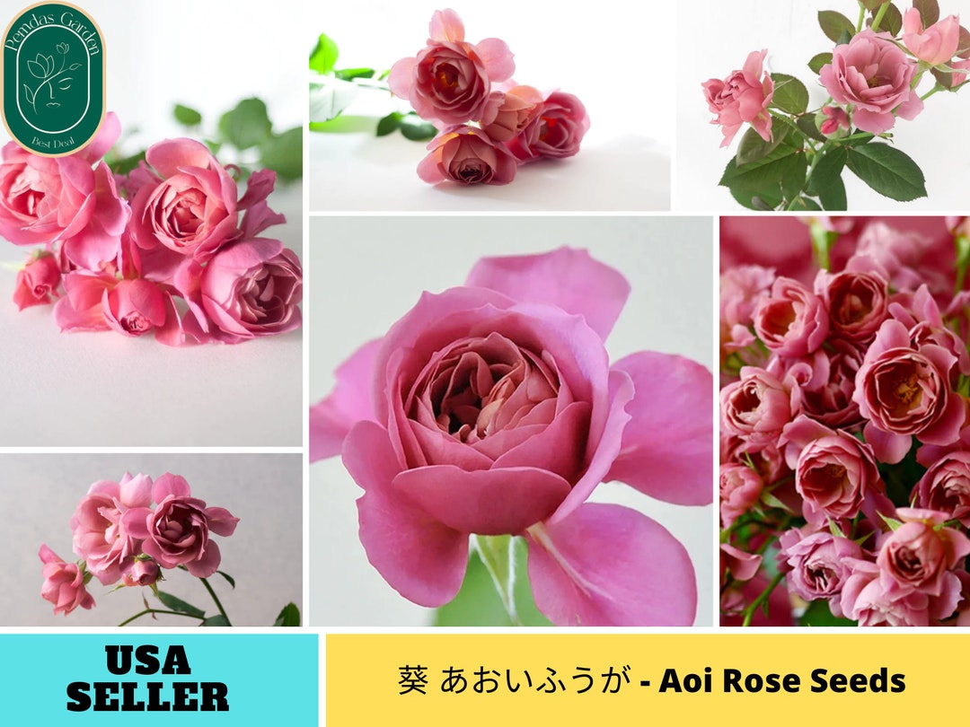 32 Seeds 葵 あおいふうが Aoi Rose Seeds-perennial authentic Seeds-flowers ...