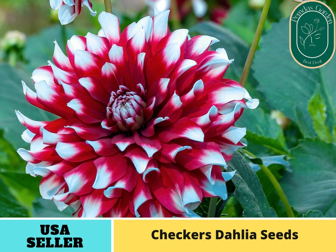 40 Seeds Checkers Dahlia Perennial Seeds Authentic Seeds - Etsy